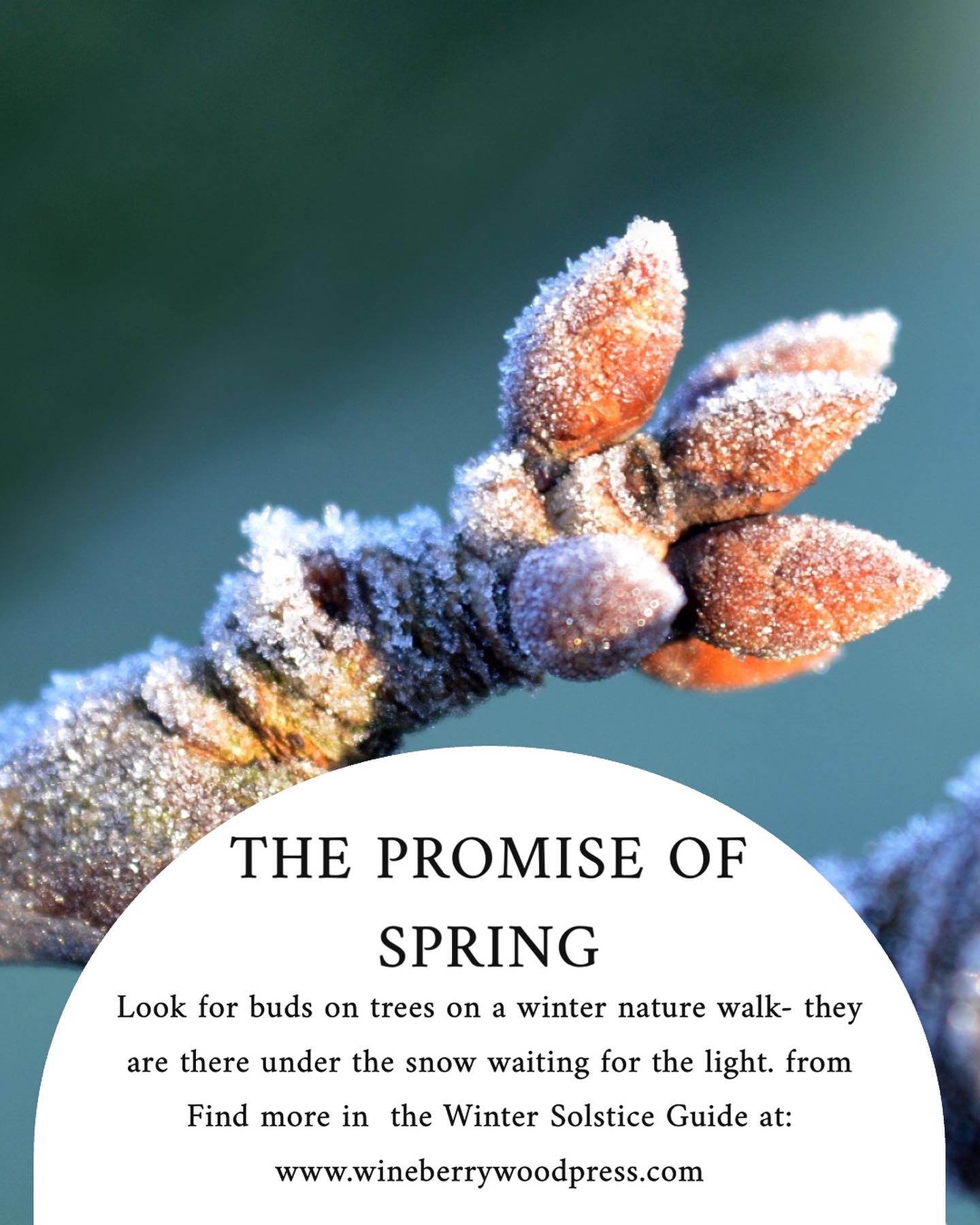 Winter Solstice Nature Activities for Kids – Wineberry Wood Press