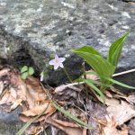 Spring Ephemerals Hike – Phlox Architect