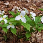 Spring Ephemerals Hike – Phlox Architect