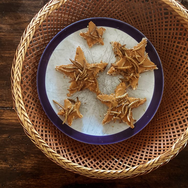 Wassailing the Trees and 2 types of Toasts – Phlox Architect