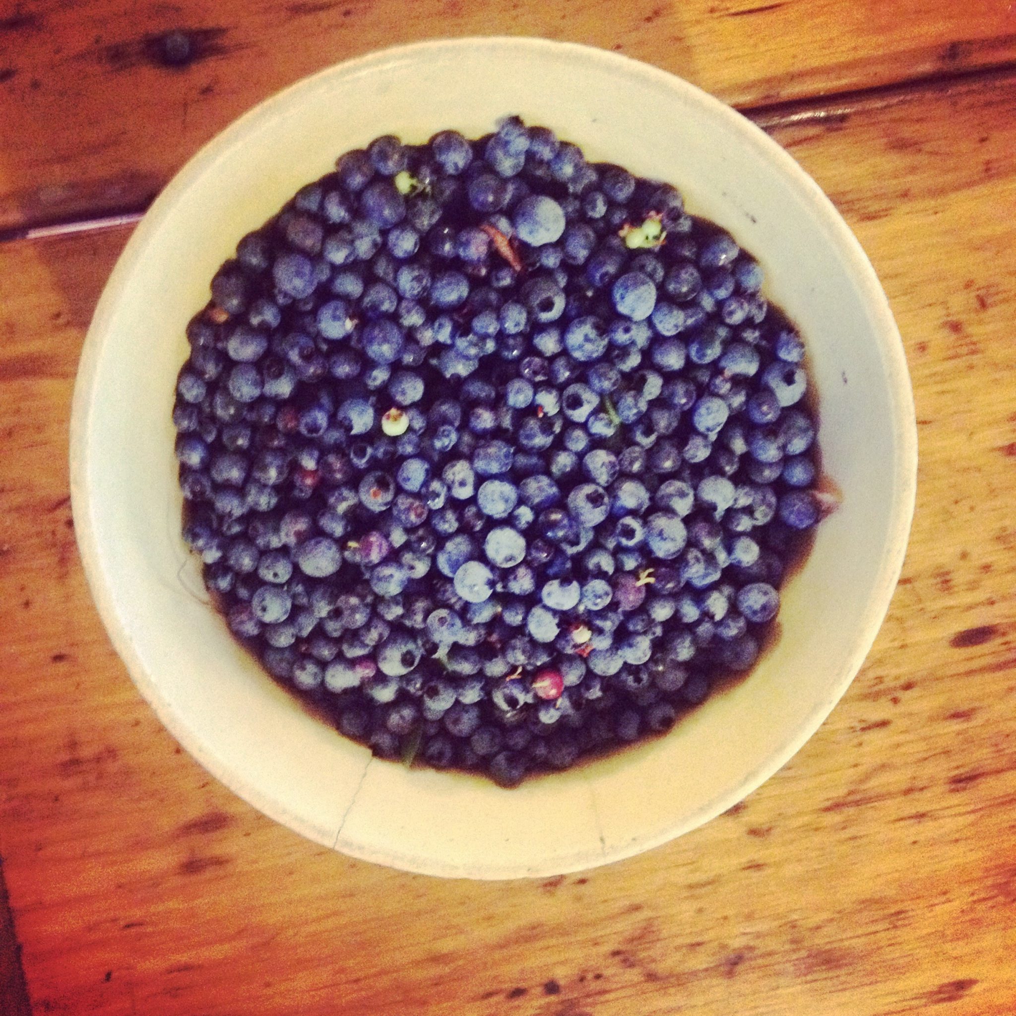 Summer Wild Berry Foraging Hike – Wineberry Woods