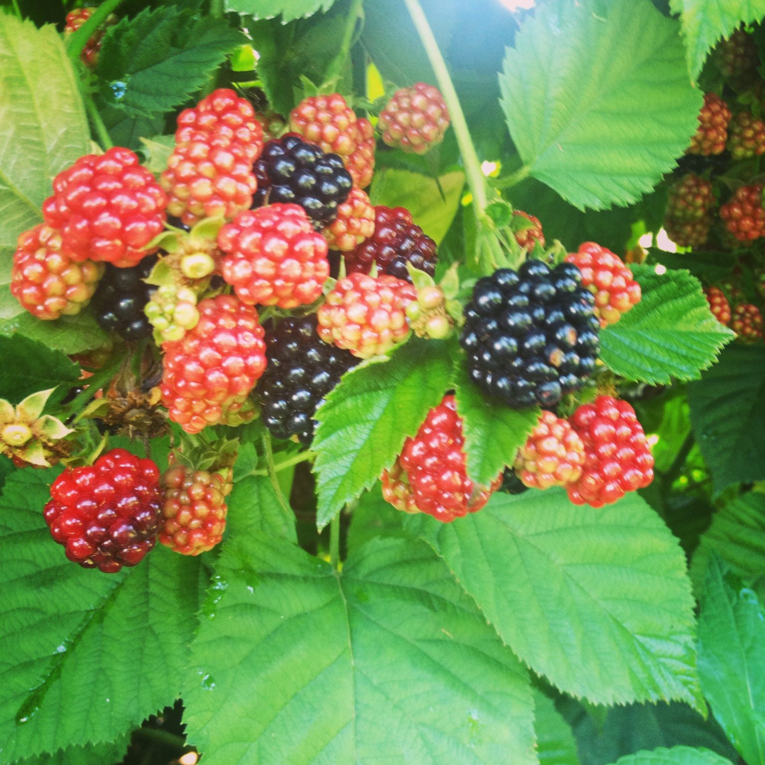Summer Wild Berry Foraging Hike – Wineberry Woods