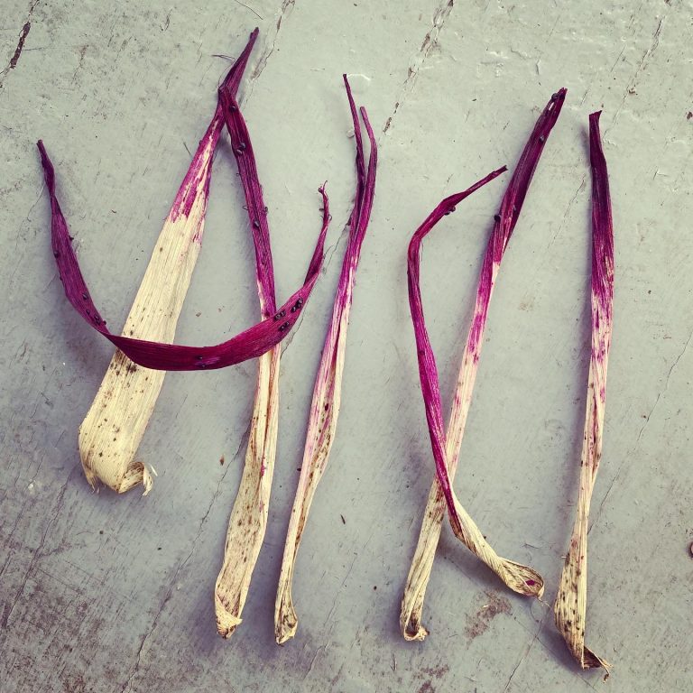 Pokeberry Ink – Wineberry Woods