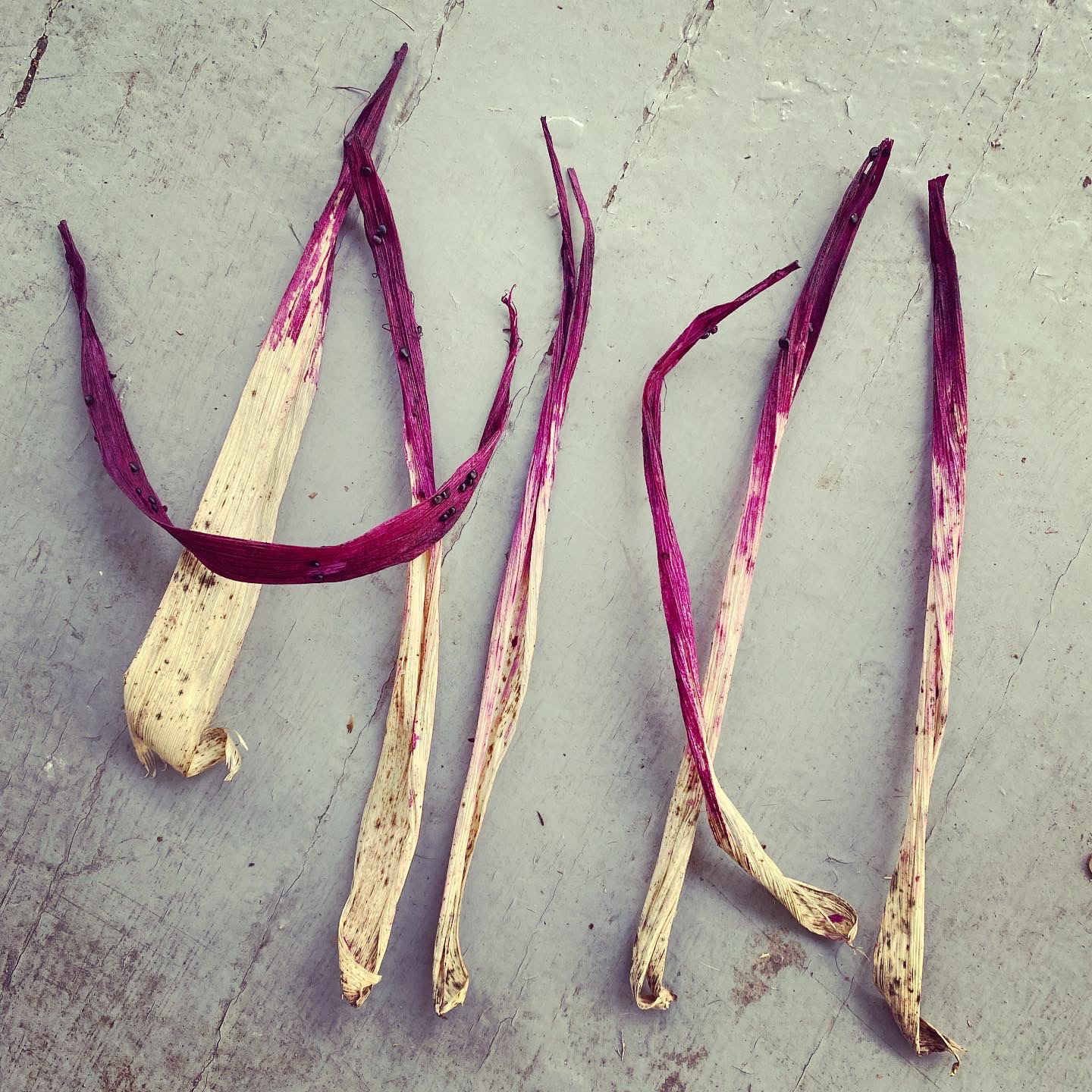 Pokeberry Ink – Wineberry Woods